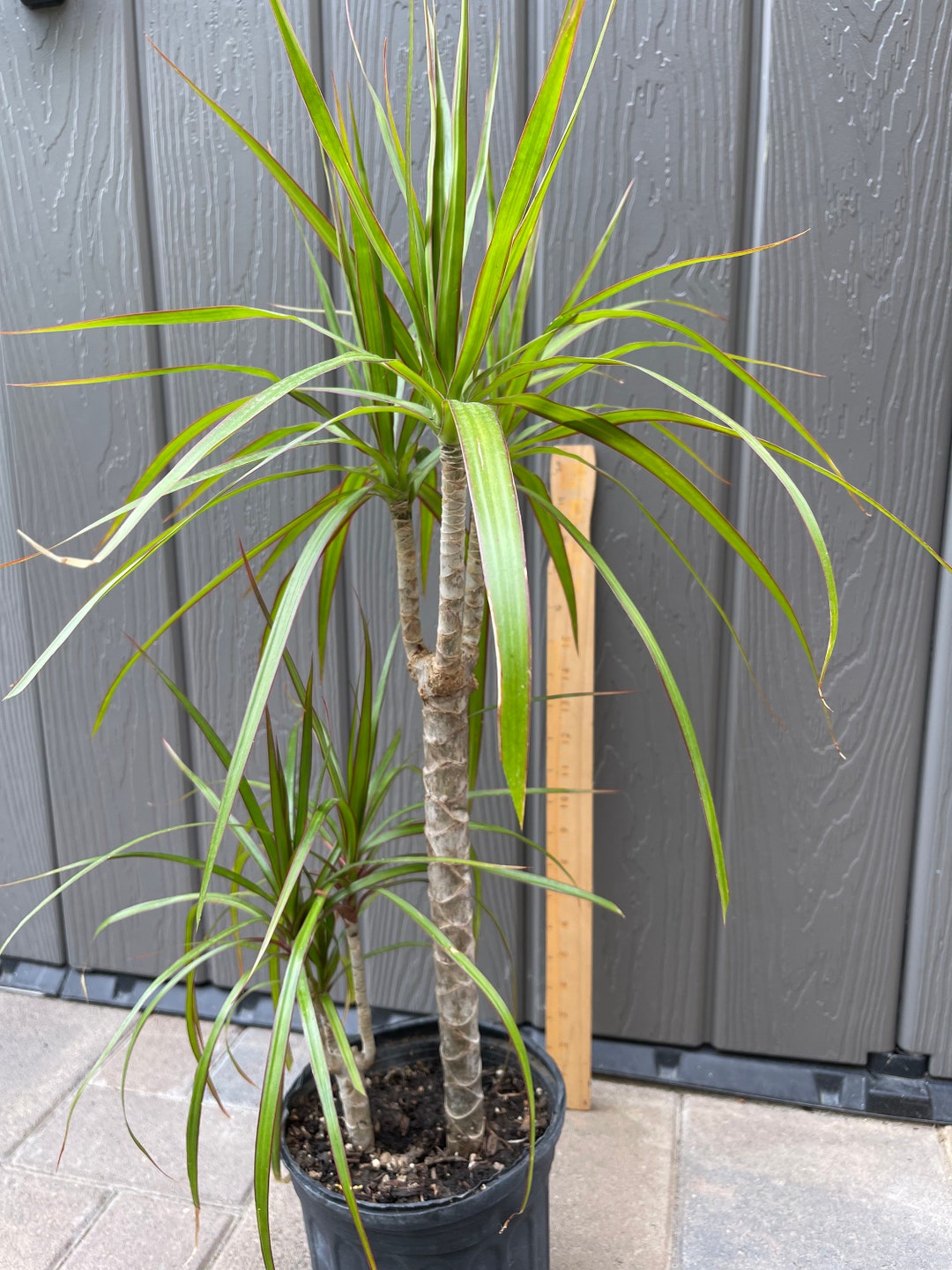 Dragon Tree Plant Set: Beginner-friendly (no Pot) Indoor Plants - Etsy