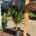 Dragon Tree Plant With Pot: Easy Beginner Indoor Plant - Etsy