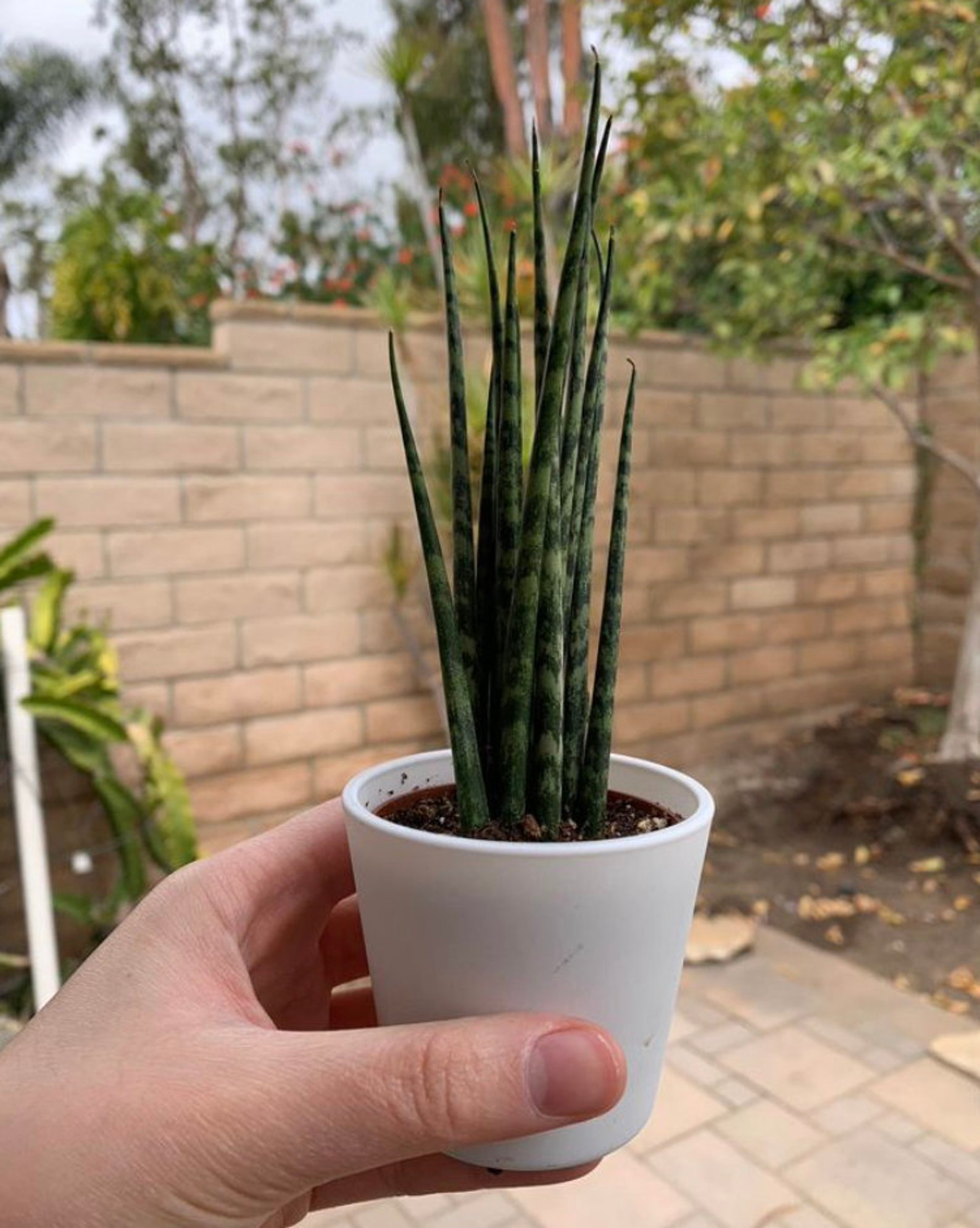 African Spear Snake Plant approx 7 inches | Etsy