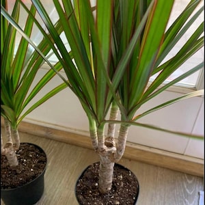 Dragon Tree Plant With Pot: Easy Beginner Indoor Plant - Etsy