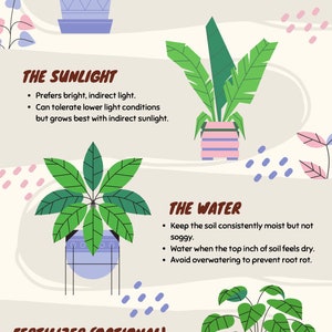 Parlor Palm With Pot Easy Beginner Plant Indoor Plant Rooted Plants ...