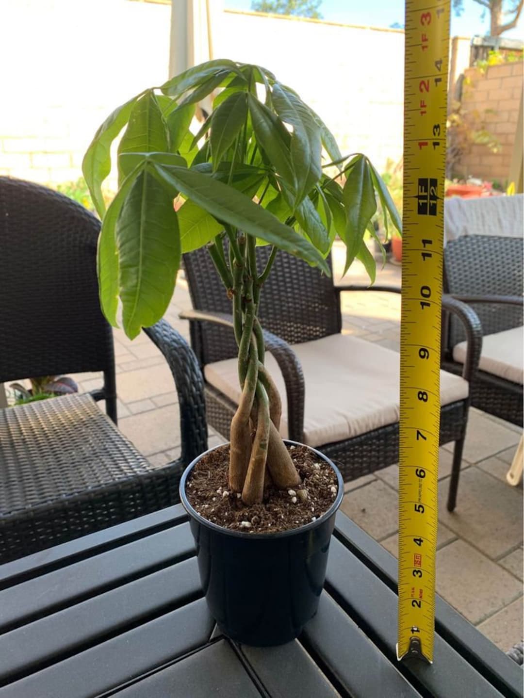 Money Tree With Pot | Beginner Friendly Plant | Rooted Plants | Indoor ...