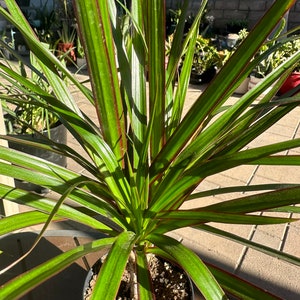 Dragon Tree Plant With Pot: Easy Beginner Indoor Plant - Etsy