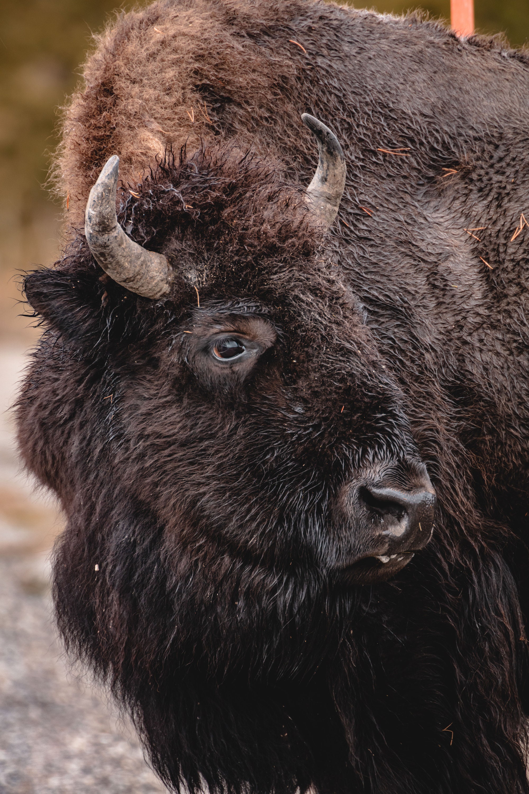 Bison Portrait From Yellowstone National Park. Photographic Print, Fine ...