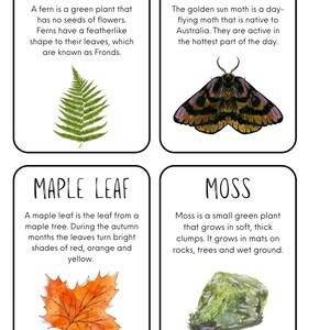 Nature Flash Cards Region Emilia Inspired - Etsy