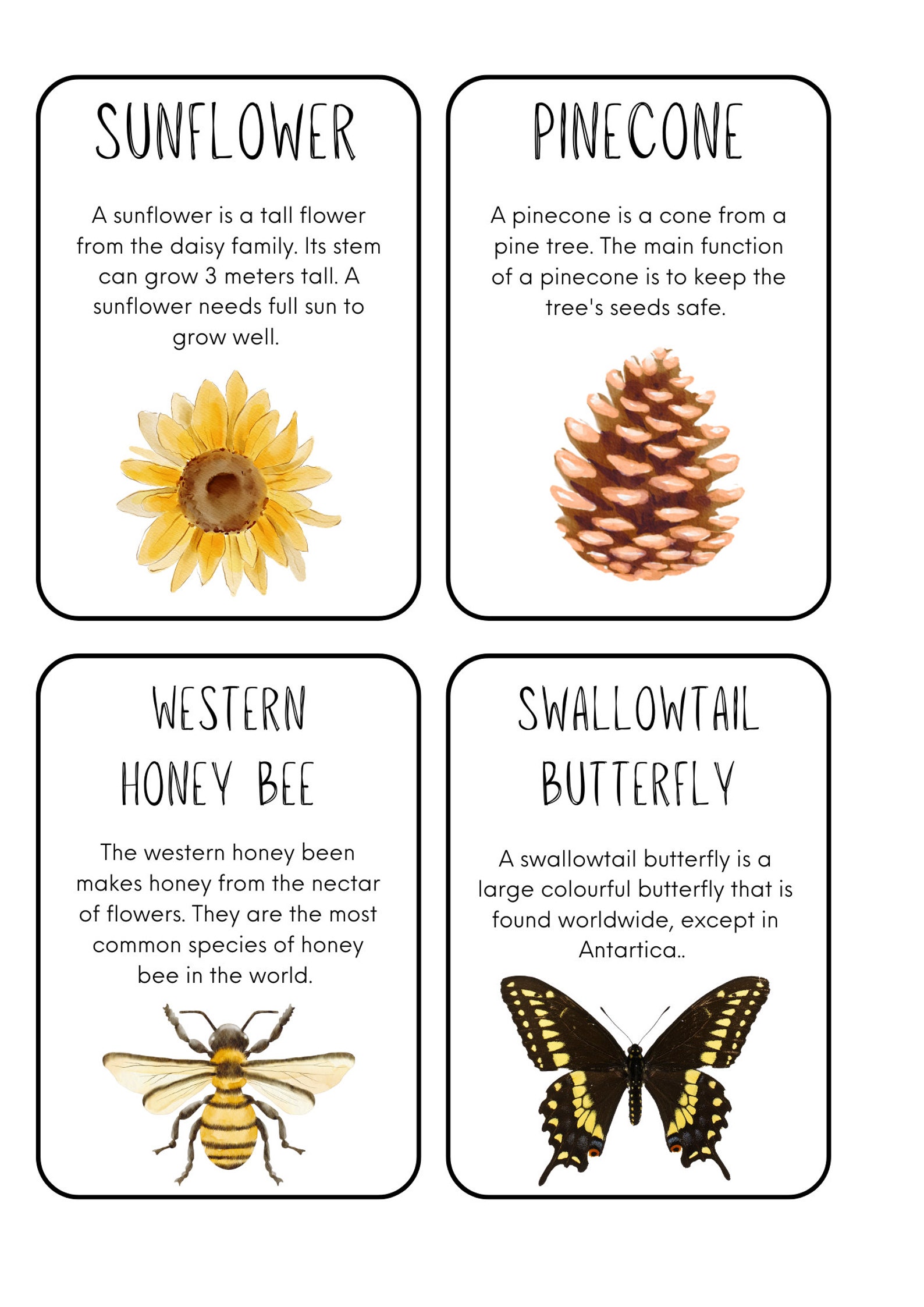 Nature Flash Cards Region Emilia Inspired - Etsy