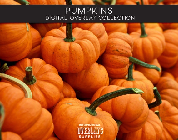 PUMPKINS OVERLAYS Photoshop Overlays Pumpkin Pumpkin | Etsy