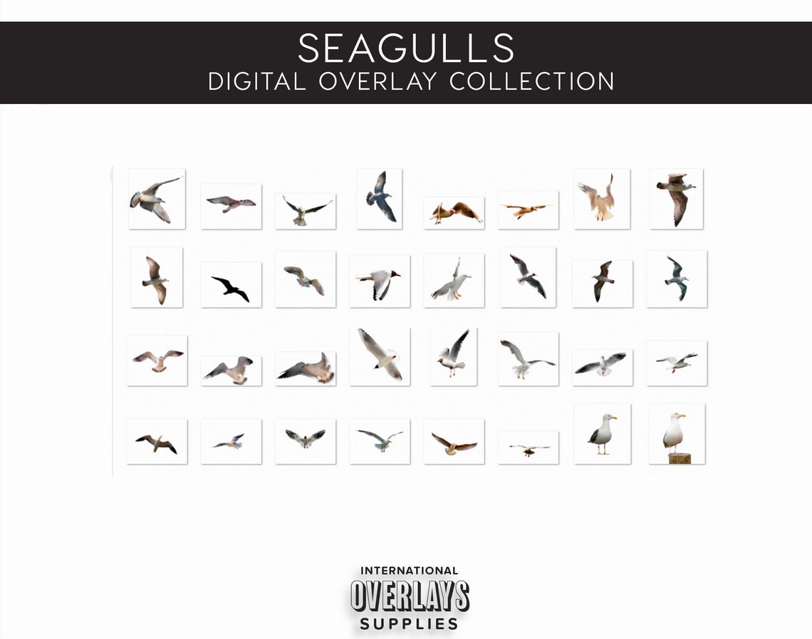 SEAGULLS OVERLAYS, Photoshop Overlays, Seagull, Seagull Overlays ...