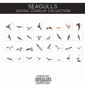 SEAGULLS OVERLAYS, Photoshop Overlays, Seagull, Seagull Overlays ...