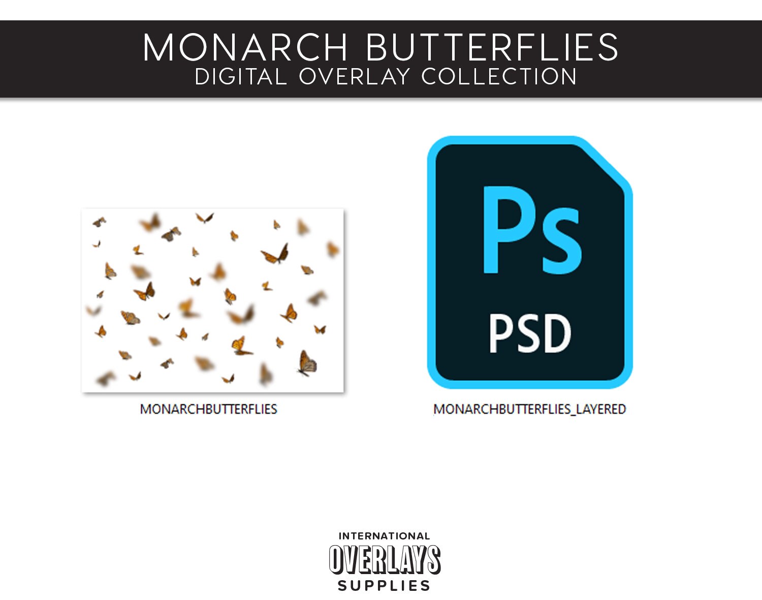 MONARCH Butterflies Photoshop Overlays, Realistic Butterfly Overlays ...