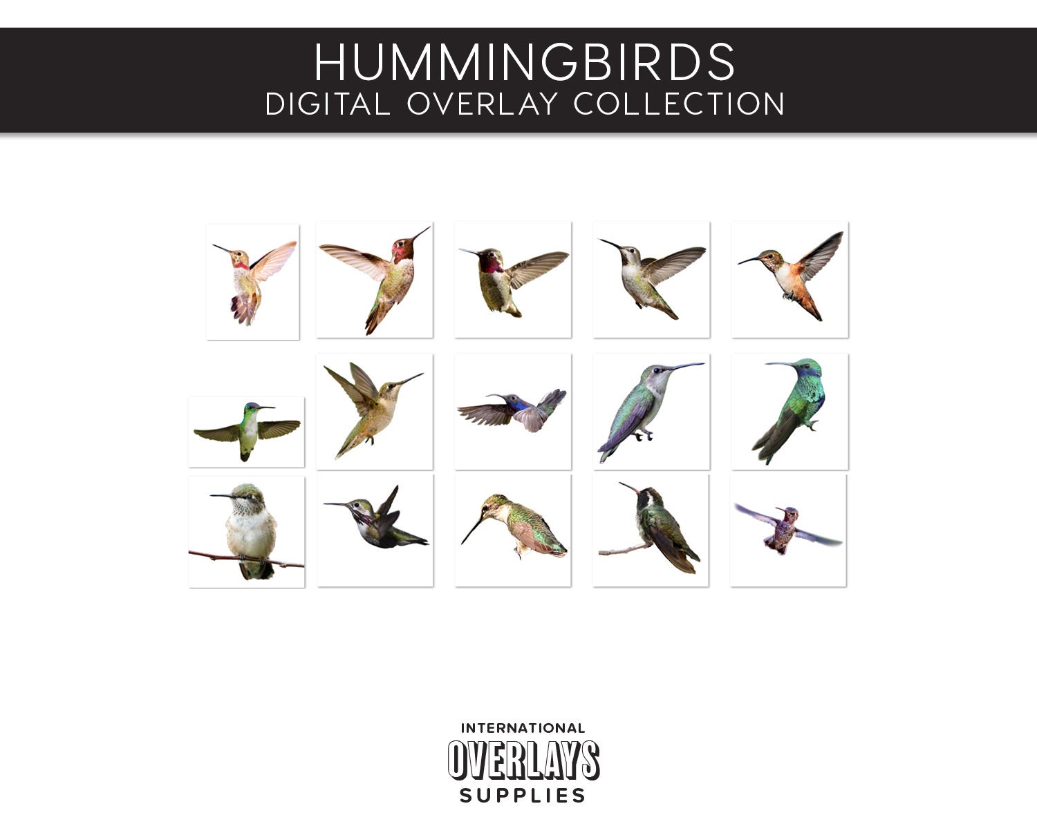HUMMINGBIRDS Overlays, Photoshop Overlays, Hummingbirds, Birds ...