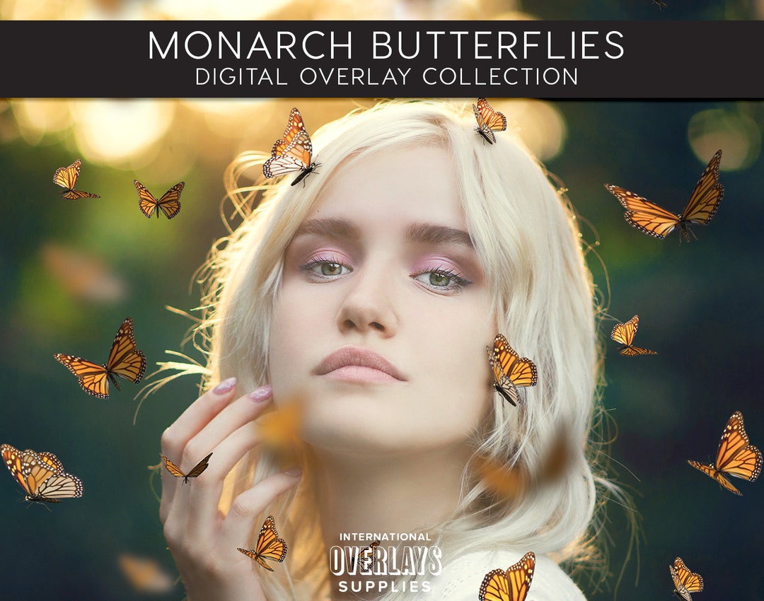 MONARCH Butterflies Photoshop Overlays, Realistic Butterfly Overlays ...