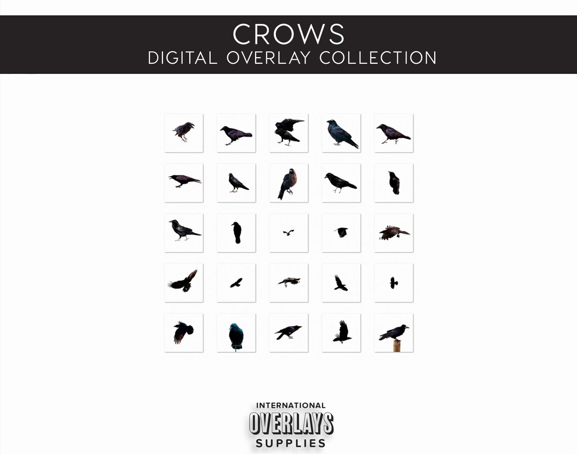 CROWS OVERLAYS, Photoshop Overlays, Crow, Crow Overlays, Birds Overlays ...