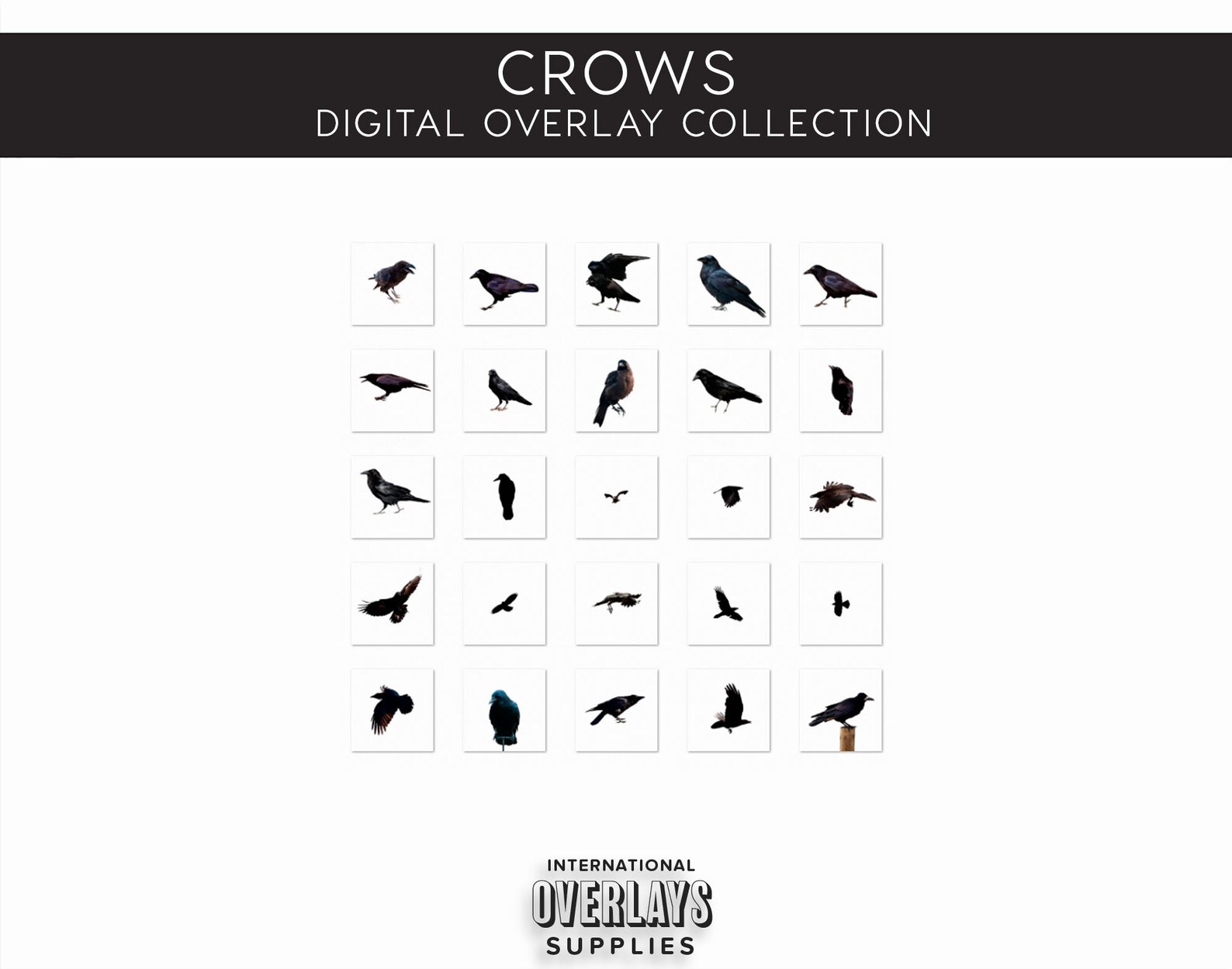 CROWS OVERLAYS, Photoshop Overlays, Crow, Crow Overlays, Birds Overlays ...