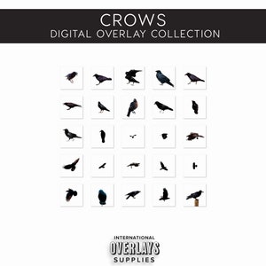 CROWS OVERLAYS, Photoshop Overlays, Crow, Crow Overlays, Birds Overlays ...