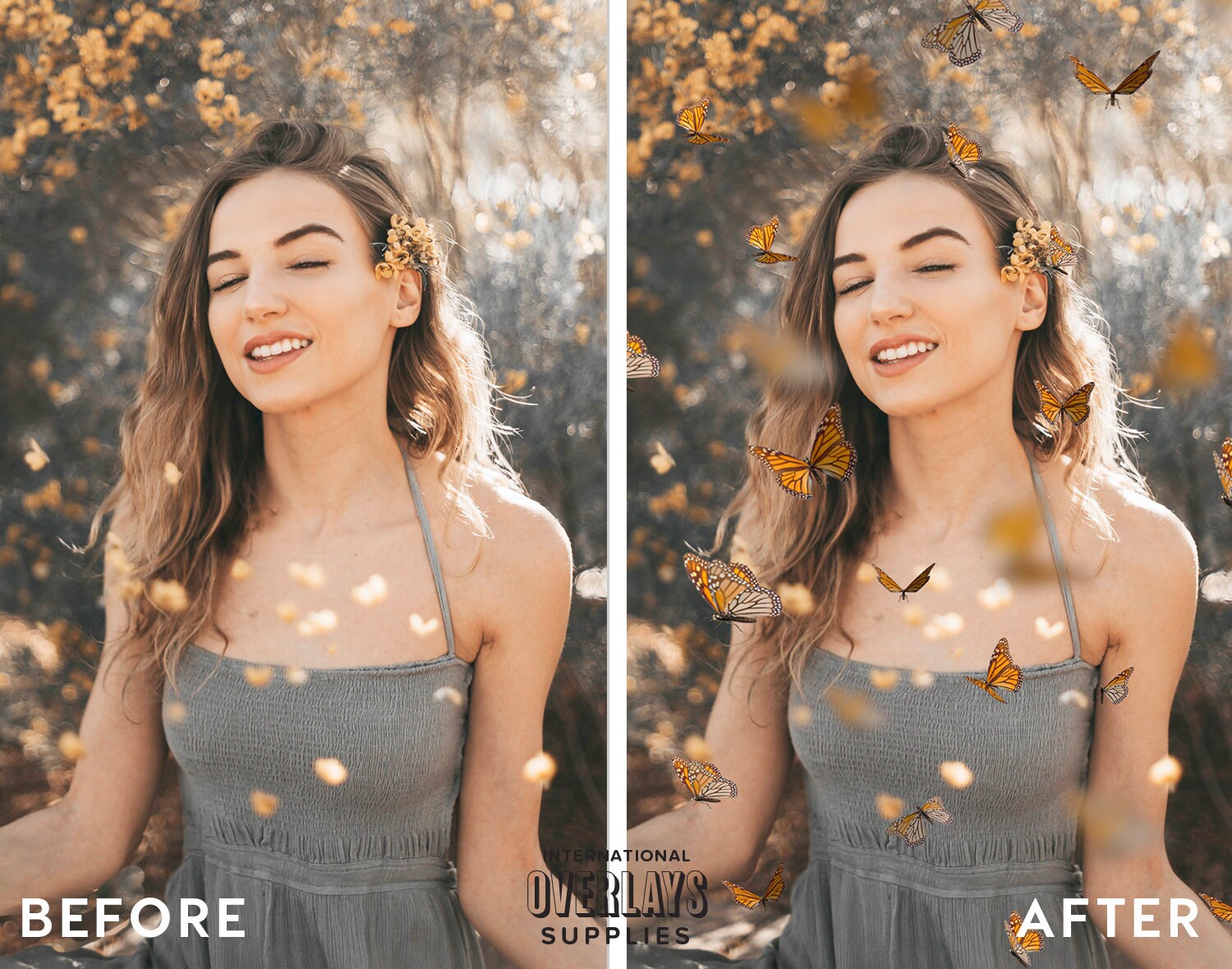 MONARCH Butterflies Photoshop Overlays, Realistic Butterfly Overlays ...