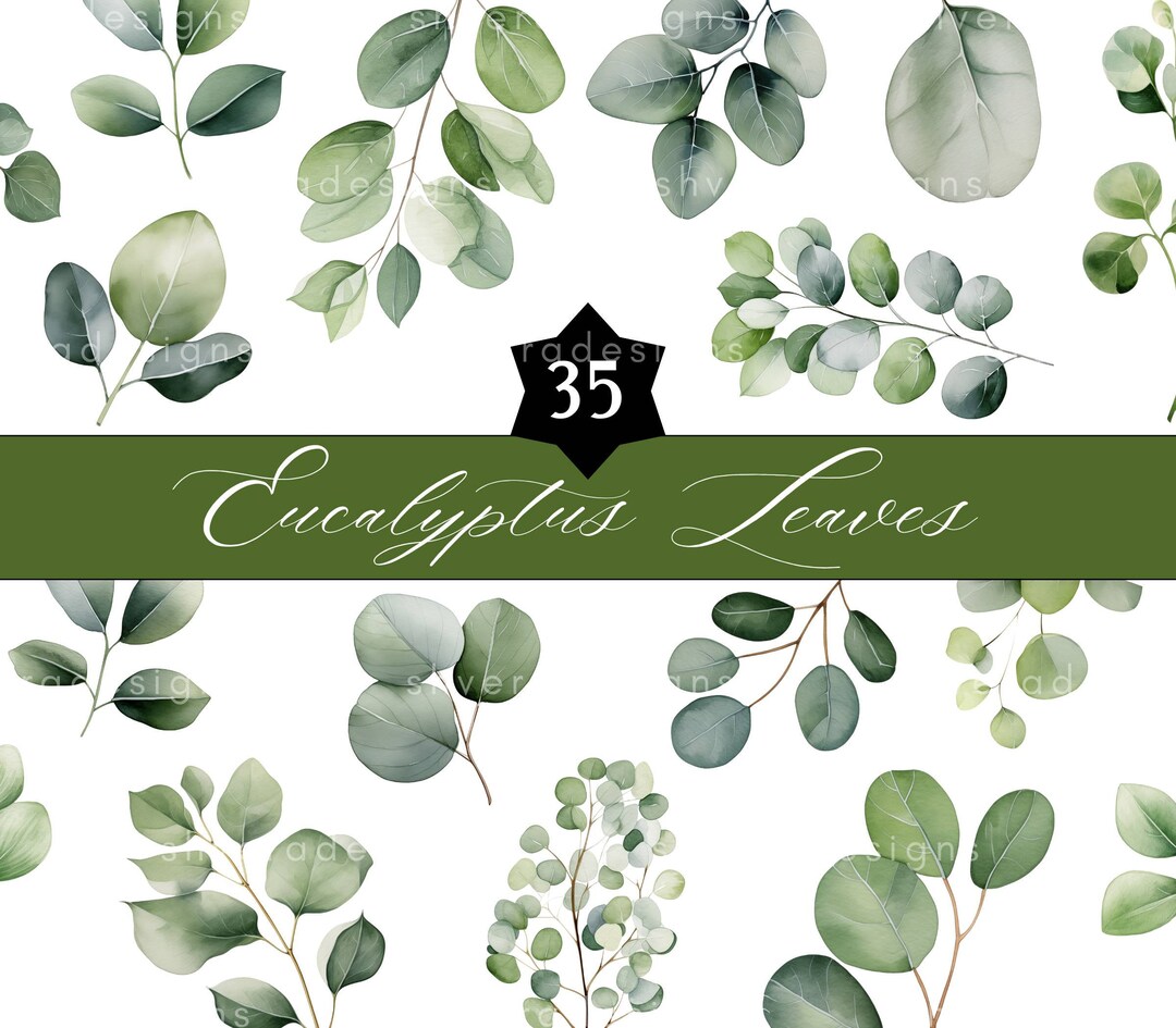 35 Watercolor Eucalyptus Leaves Botanical Digital Clipart Set, Png ...
