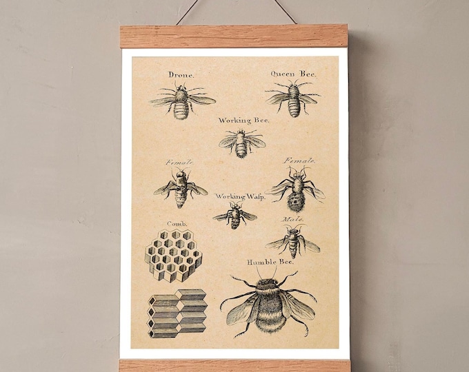 Bees of the World Chart A4 Print - Etsy Canada