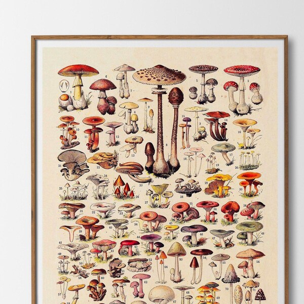Mushroom Poster - Etsy