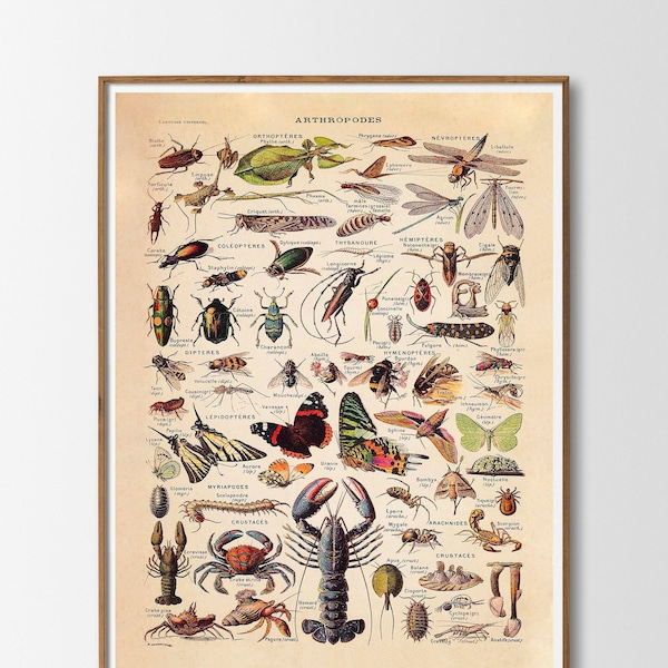 Arthropods Poster - Etsy