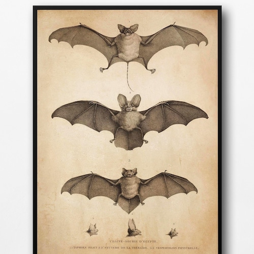 Vintage Print Bats Poster Gothic Art Halloween Wall Decoration - Etsy
