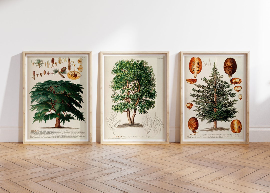 Vintage Print Set of 3 Trees Poster Cedar and Laurel Trees Wall Art ...