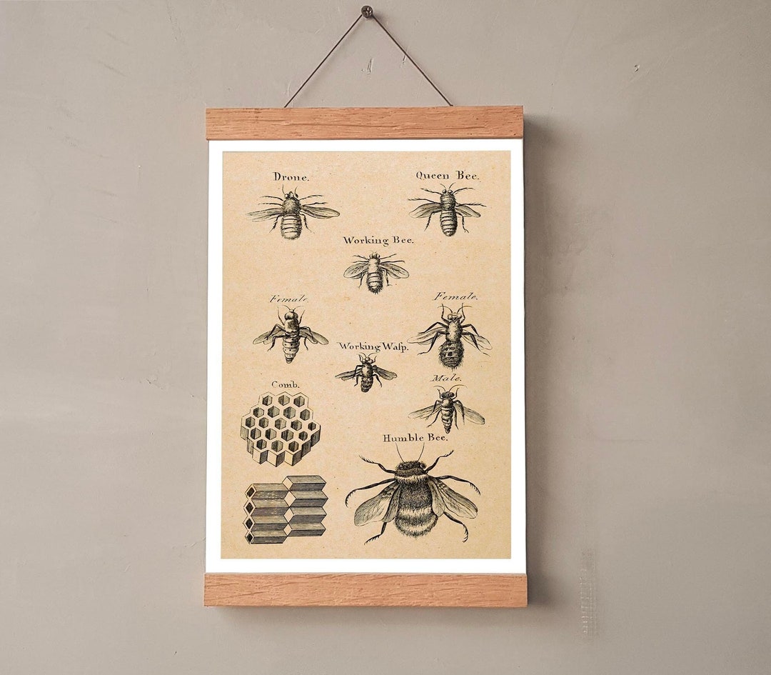 Vintage Print Bees Poster Botanical Illustration Various Bee Species ...