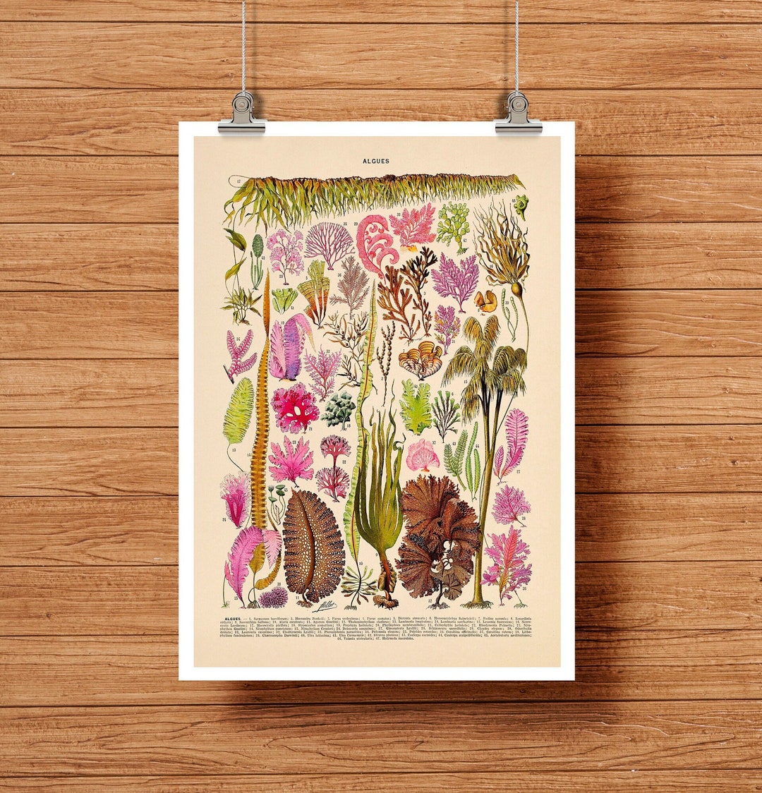 Vintage Print Algae Algues Poster Adolphe Millot Maritime Illustration ...