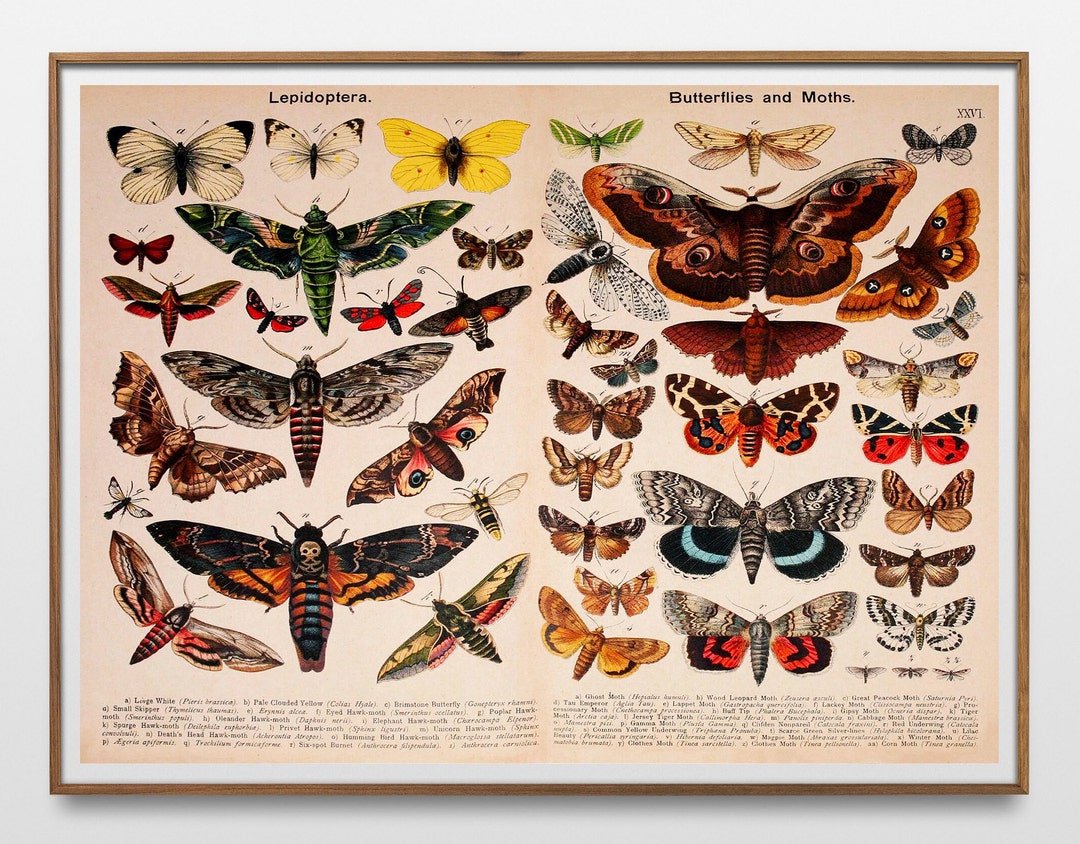 Vintage Poster Insects Butterflies Moths Antique Illustration Lexicon ...
