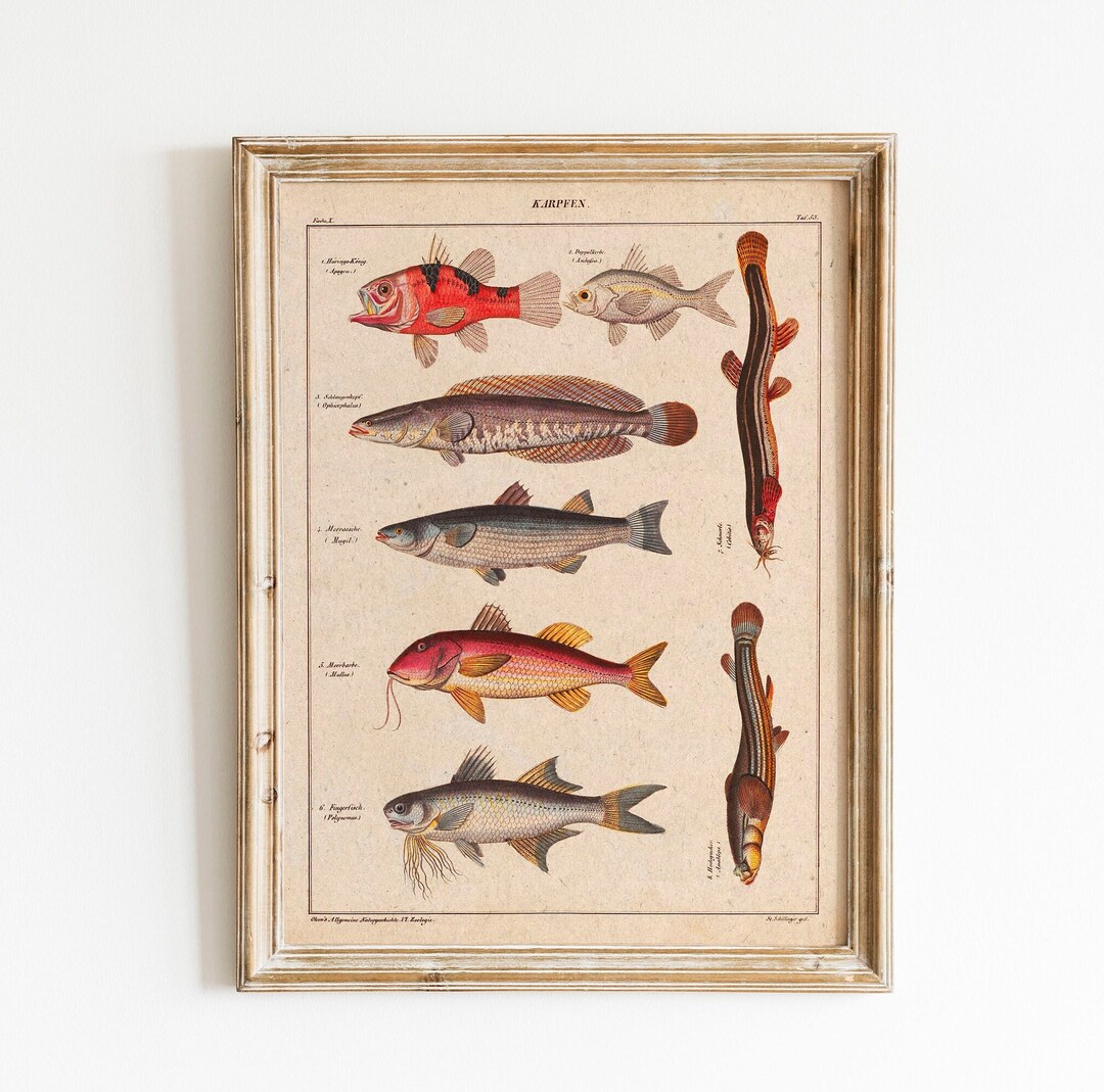 Fish Vintage Fish Print Carp Lexicon Poster Sea Life Picture Wall ...
