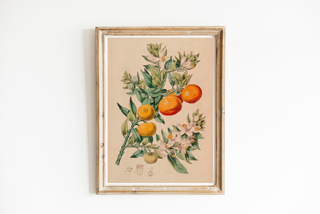 Vintage Print Orange Poster Reproduction Antique Botanical Illustration ...