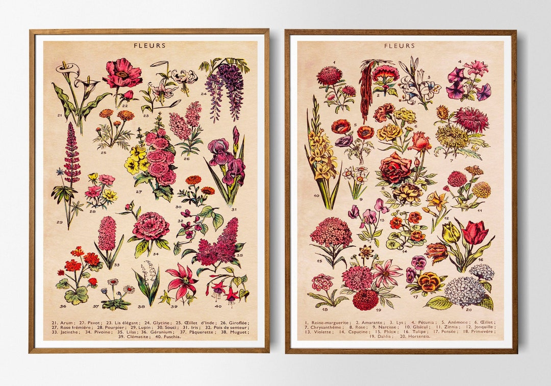 Vintage Print Set of 2 Poster Fleurs Flowers Plants Lexicon Floral ...