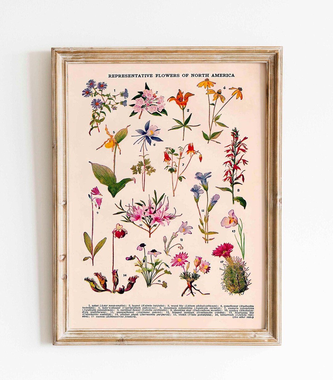 Vintage Print Flowers Poster Floral Botanical Illustration Lexicon ...