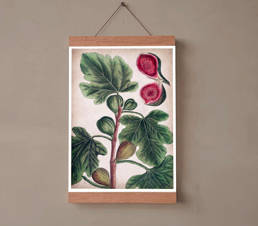 Vintage Print Fig Poster Botanical Illustration Kitchen Wall Decoration ...