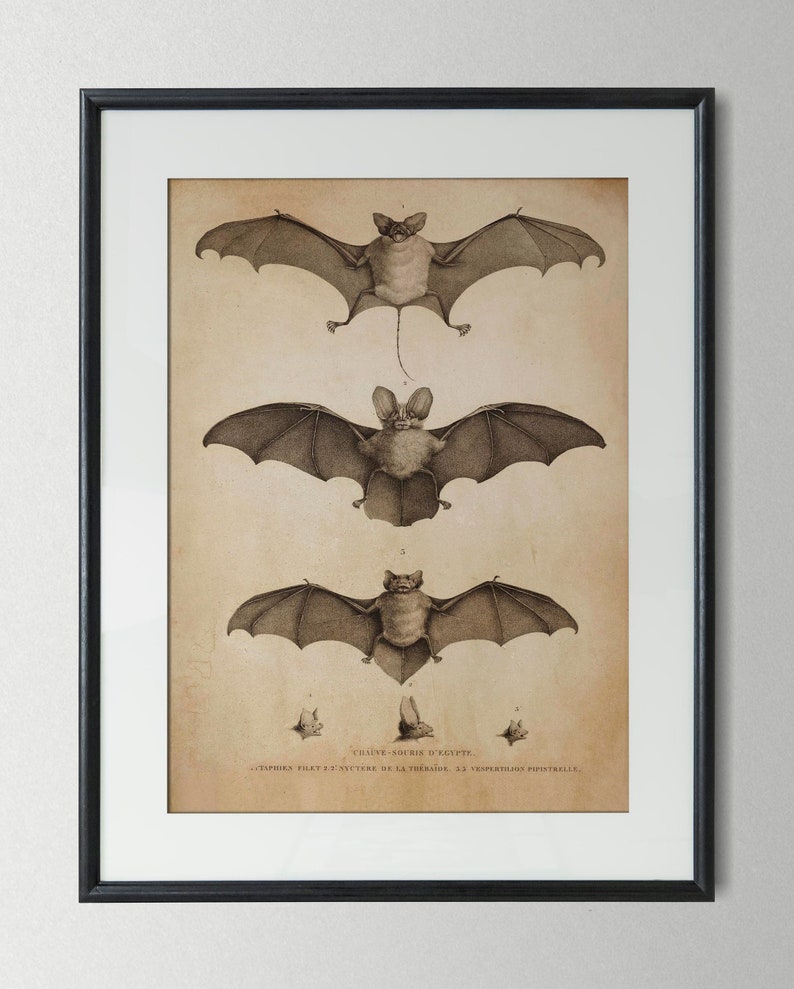 Vintage Print Bats Poster Gothic Art Halloween Horror Wall Decoration ...