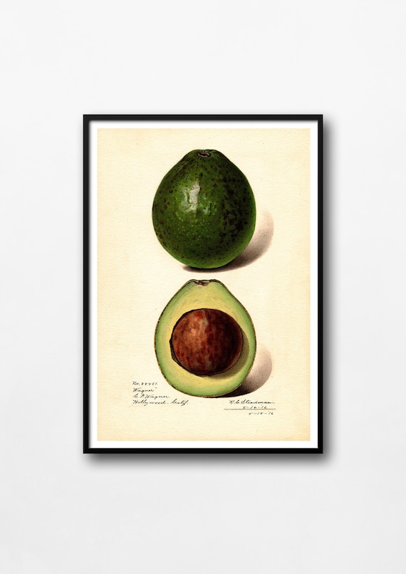 Vintage Avocado Illustration