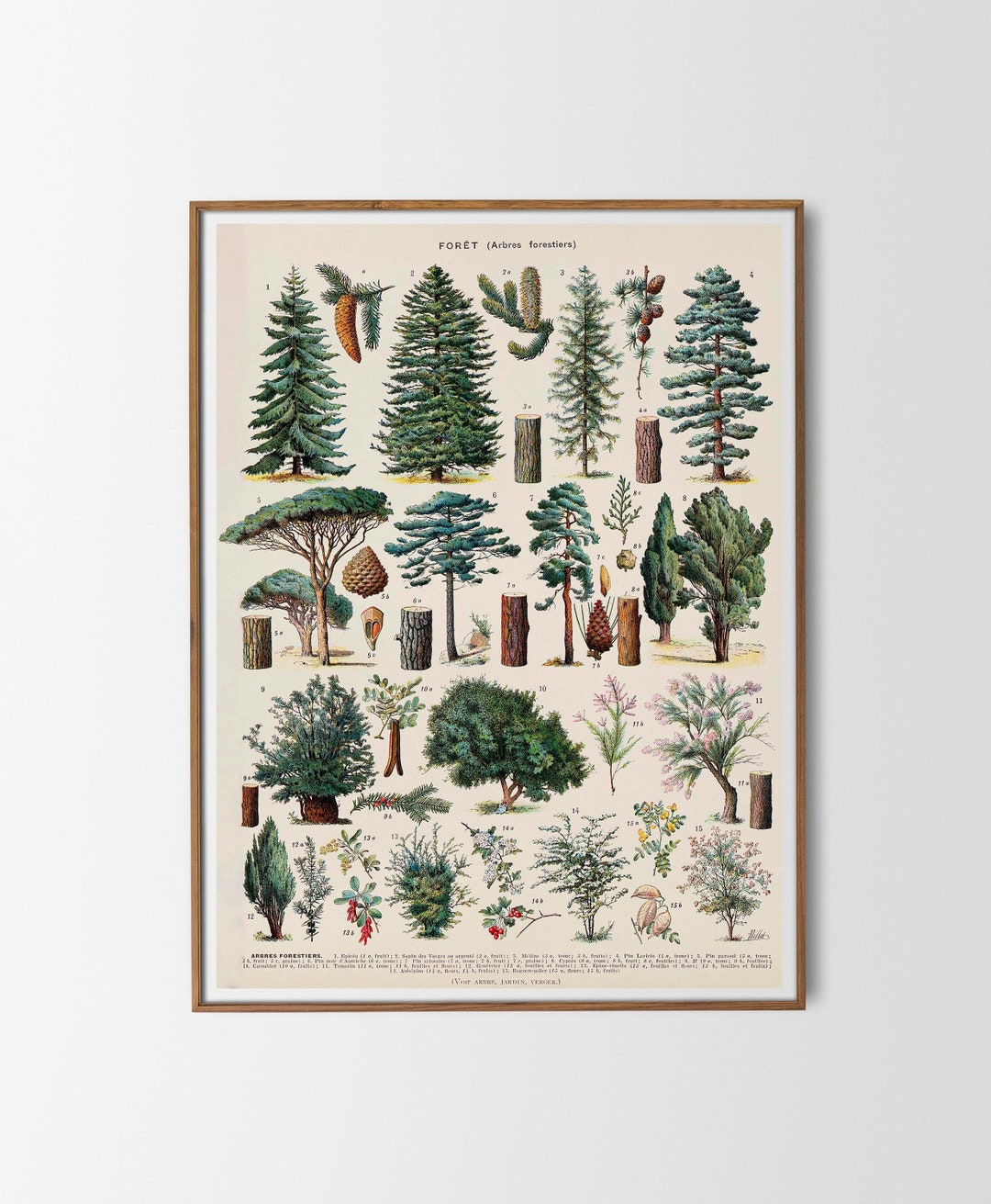 Vintage Print Forest Trees Trees Poster Arbres Art Print French Vintage ...