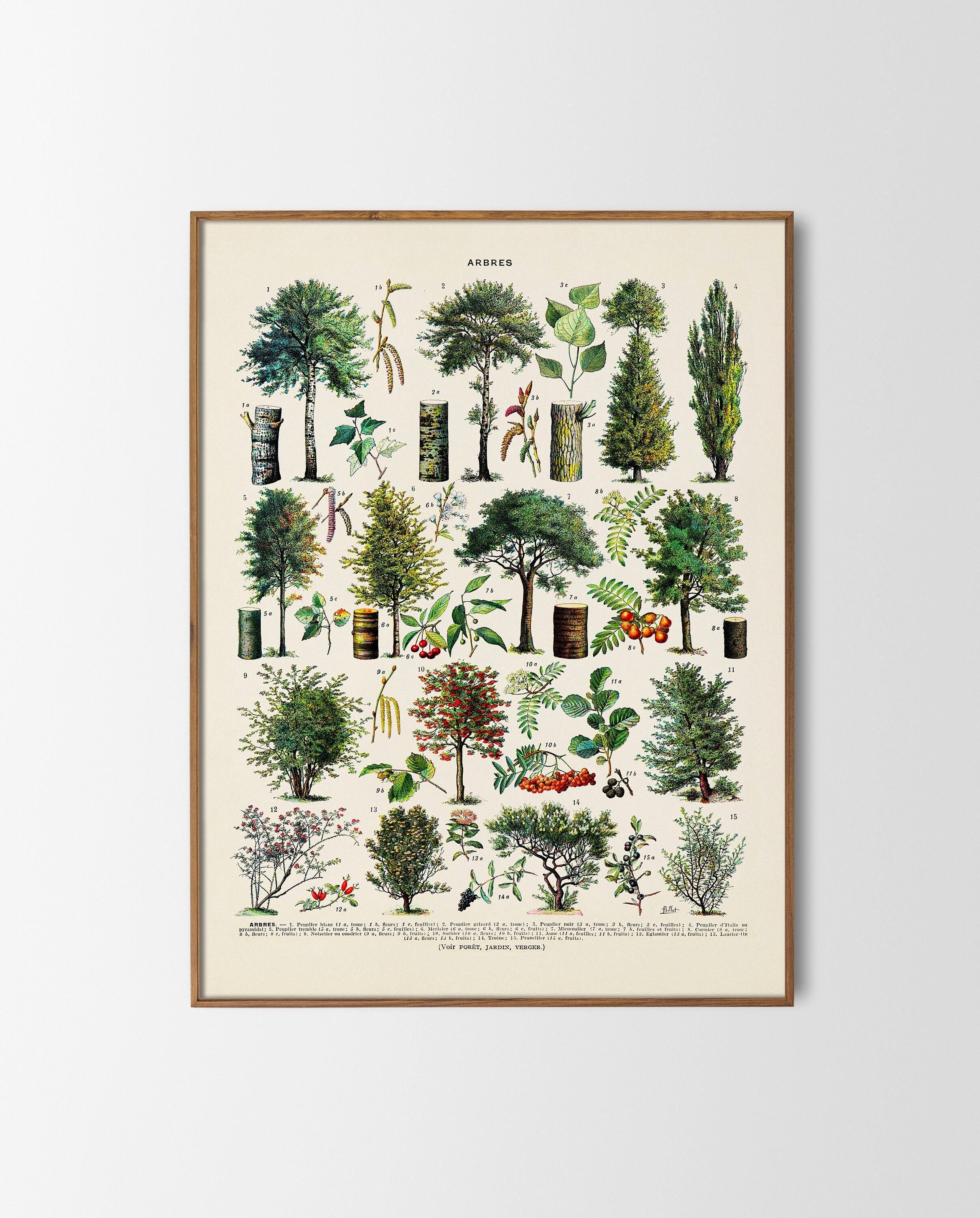 Forest Trees Print French Vintage Poster Arbres Wall Decoration ...