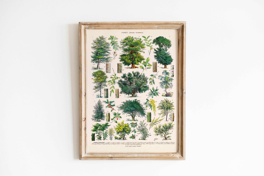 Forest Trees Print French Vintage Poster Forét Arbres Wall Decoration ...