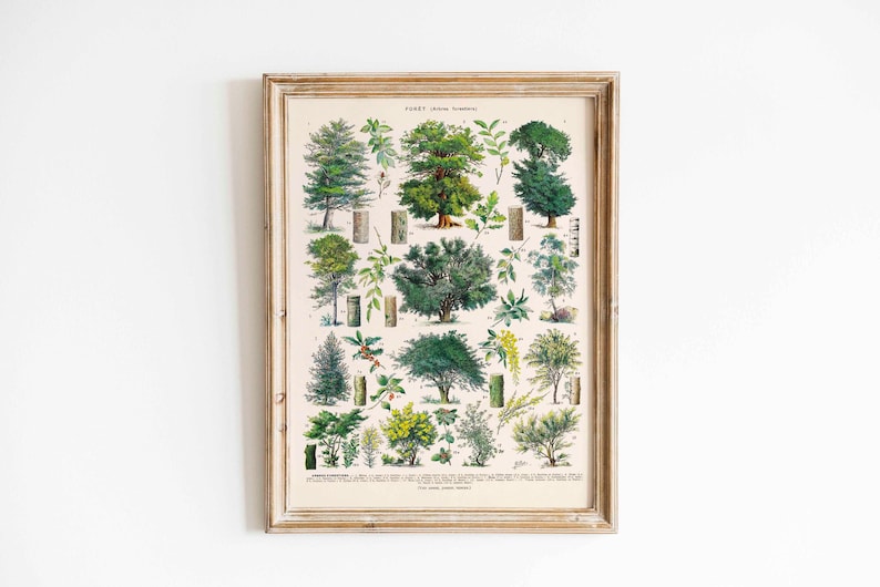 Forest Trees Print French Vintage Poster Forét Arbres Wall Decoration ...