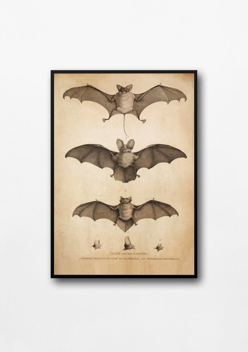 Vintage Print Bats Poster Gothic Art Halloween Horror Wall Decoration ...