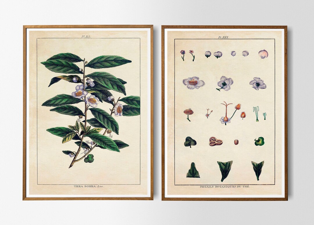Vintage Print Tea Plant Set of 2 Poster Thea Boeha Botanical ...