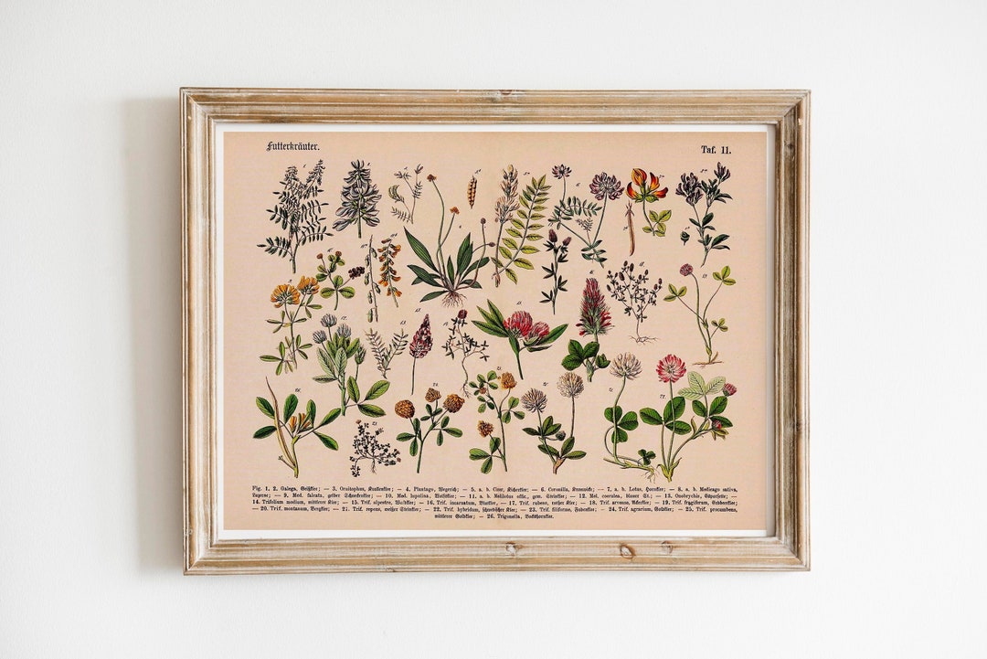 Botanical Print Vintage Poster Wild Plants Fodder Herbs Illustration ...