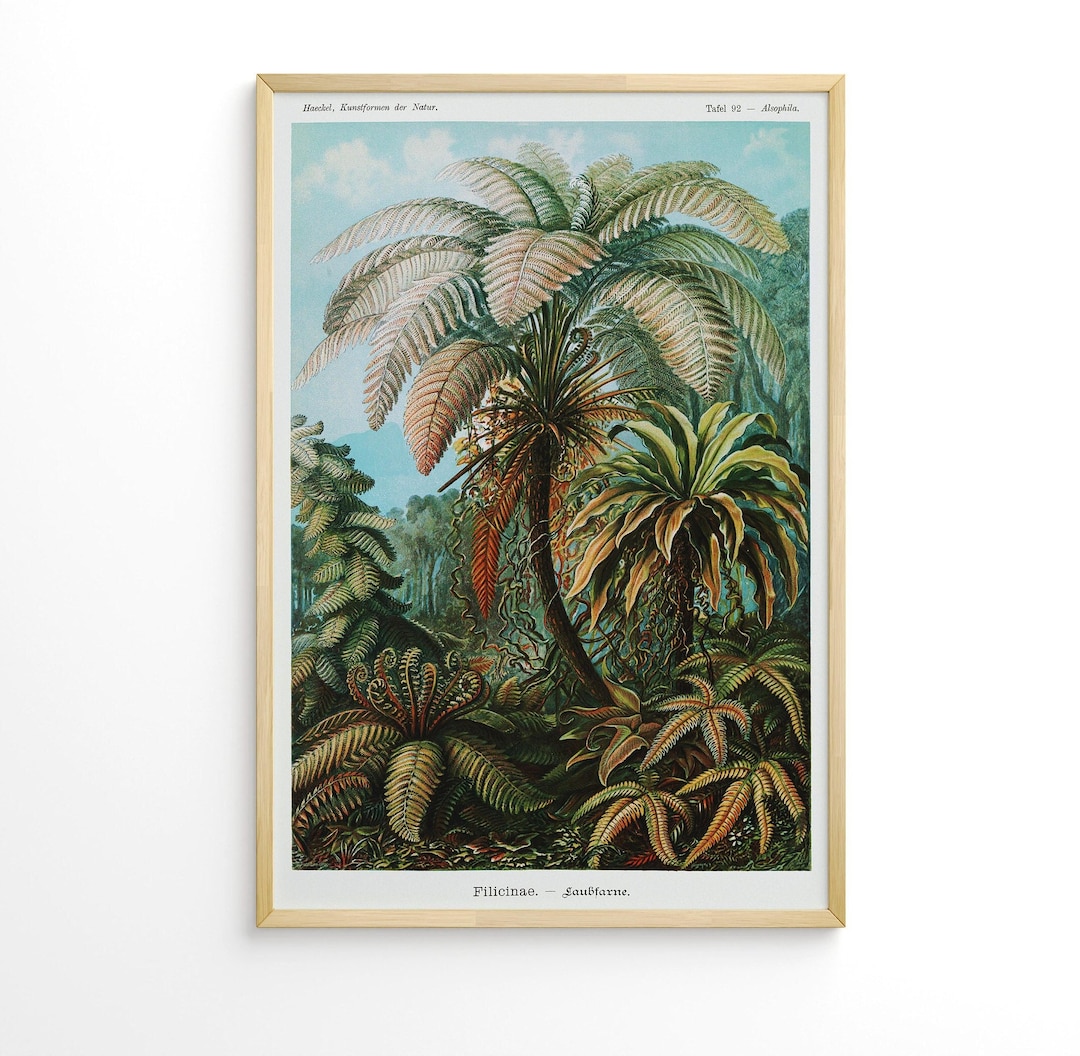 Botanik Vintage Print Filicinae Laubfarne Ernst Haeckel Farn Urwald ...