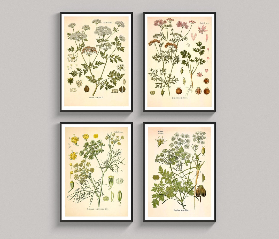 Vintage Print Set of 4 Plants Kitchen Herbs Botany Poster Herbs ...