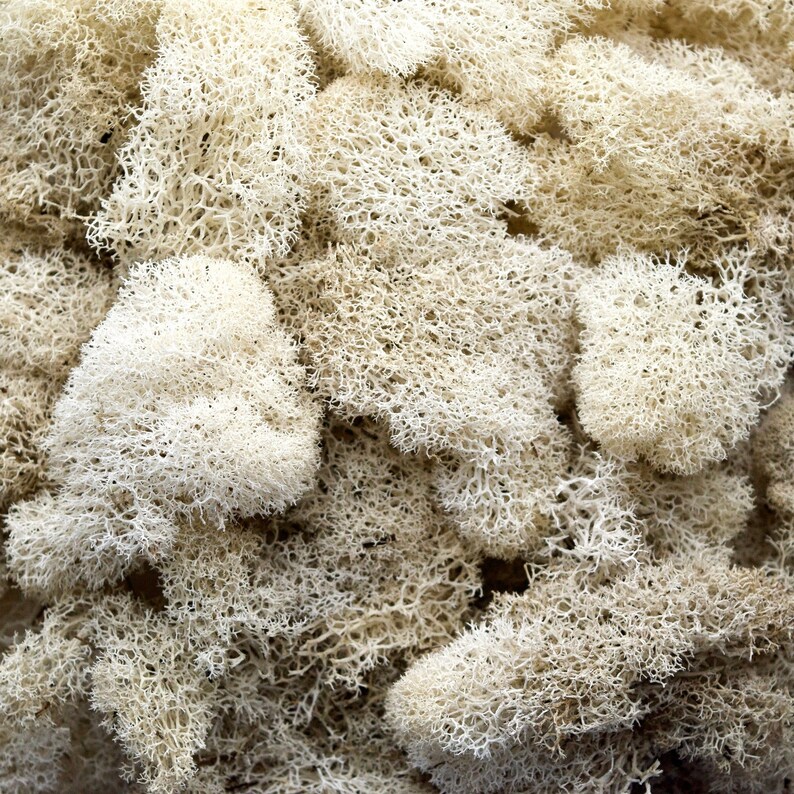 Preserved Reindeer Moss - Natural - Etsy