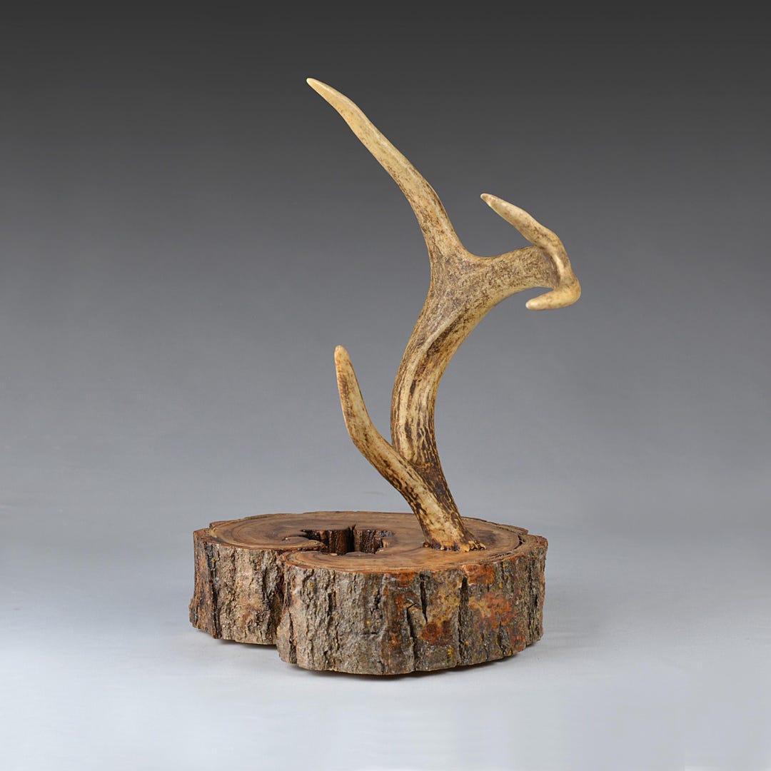 Vintage Antler on Wood Base: Rustic Farmhouse Hunting Lodge Decor (13 ...