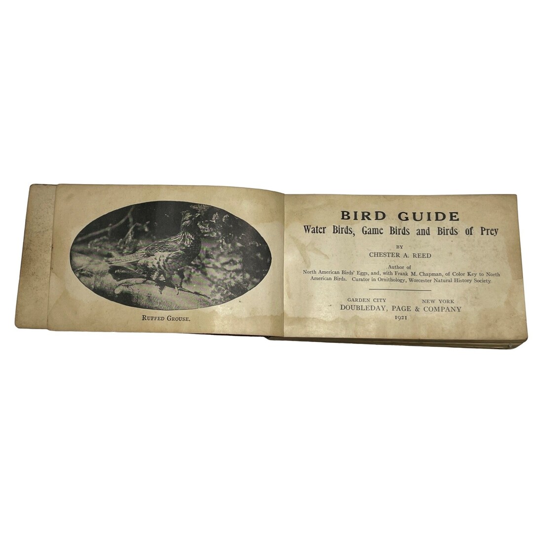 Vintage Antique 1921 Bird Guide Book Water Game and Birds of Prey ...