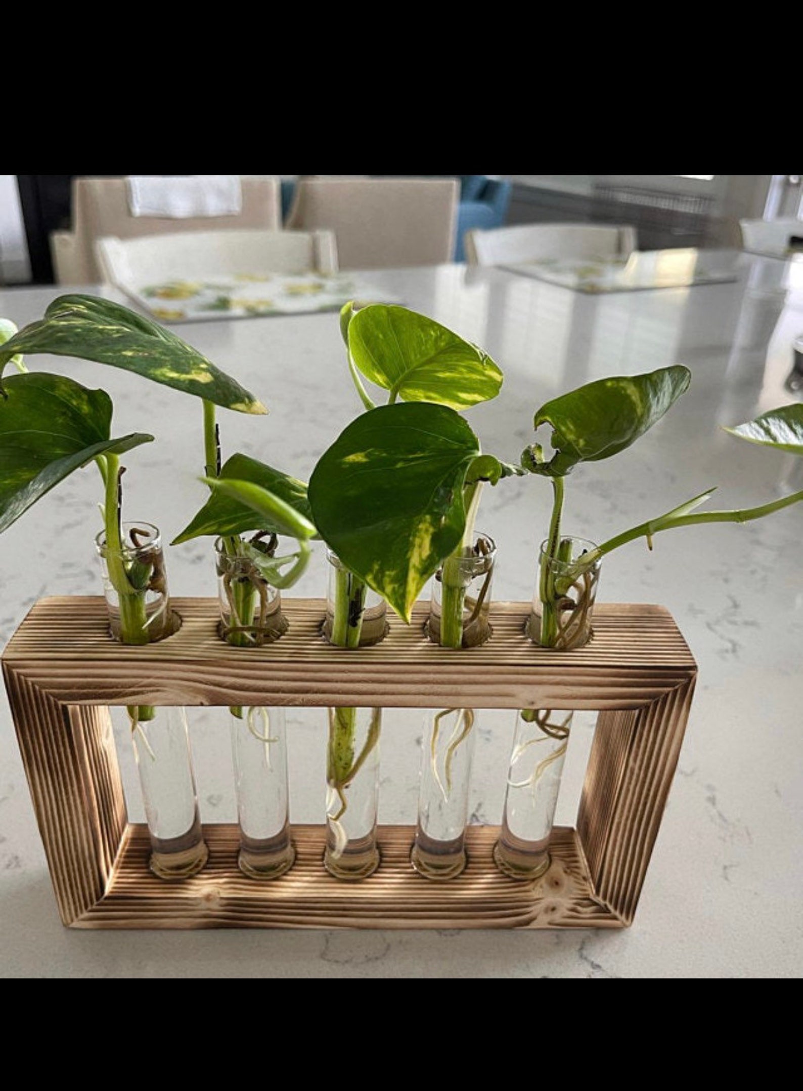 Hanging Plant Propagation Station Plant Propagation Tubes - Etsy