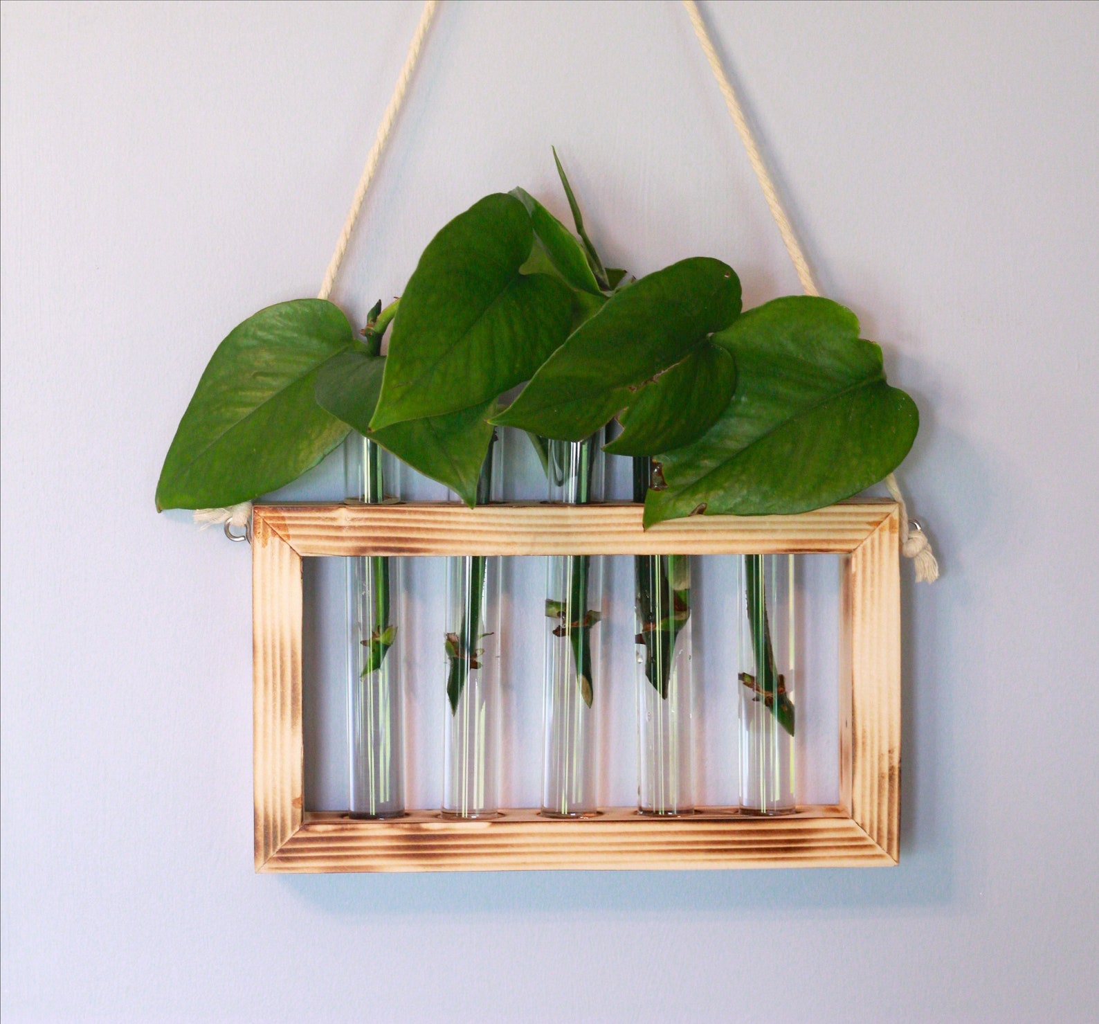 Hanging Plant Propagation Station Plant Propagation Tubes - Etsy